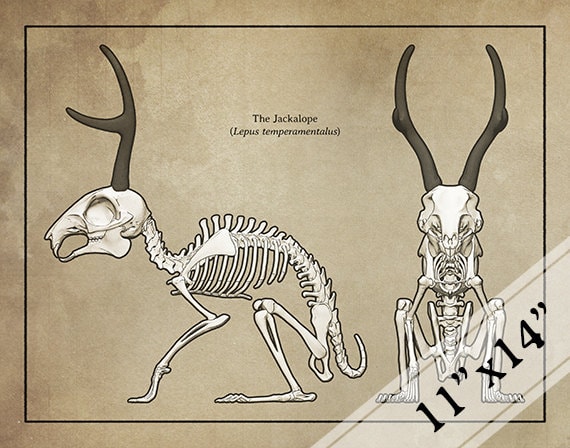 Jackalope Skeleton