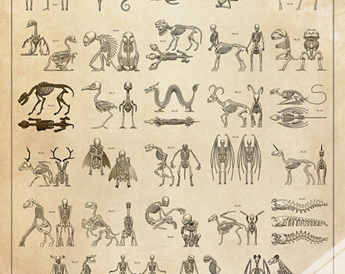 Mythical Creature and Cryptid Skeleton Identification Chart Faux ...
