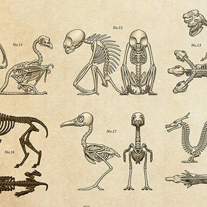 Mythical Creature and Cryptid Skeleton Identification Chart - Etsy