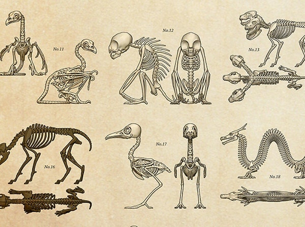 Mythical Creature and Cryptid Skeleton Identification Chart - Etsy
