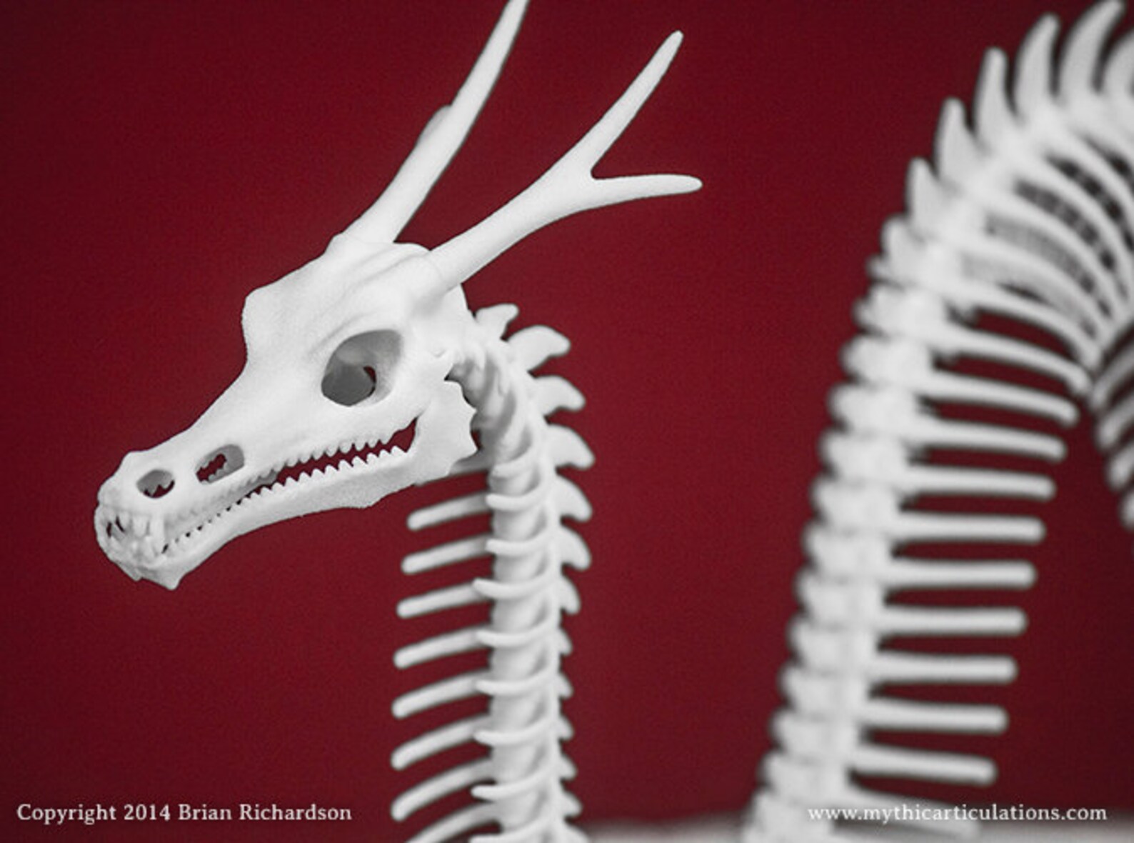 Asian Dragon Skeleton 3D Print Taxidermy - Etsy