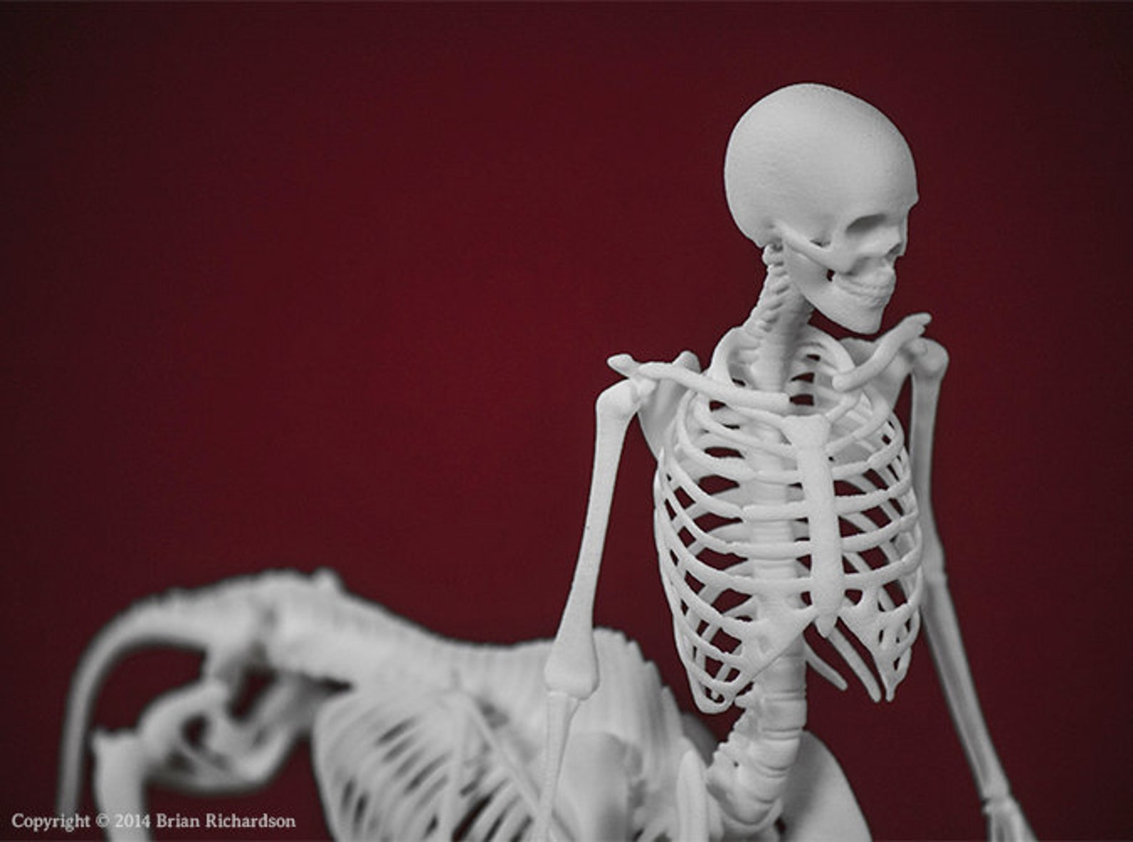 Centaur Skeleton 3D Print - Etsy