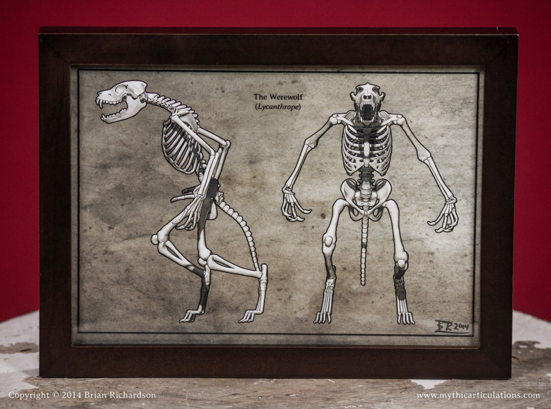Werewolf Skeleton Faux-scientific Print - Etsy