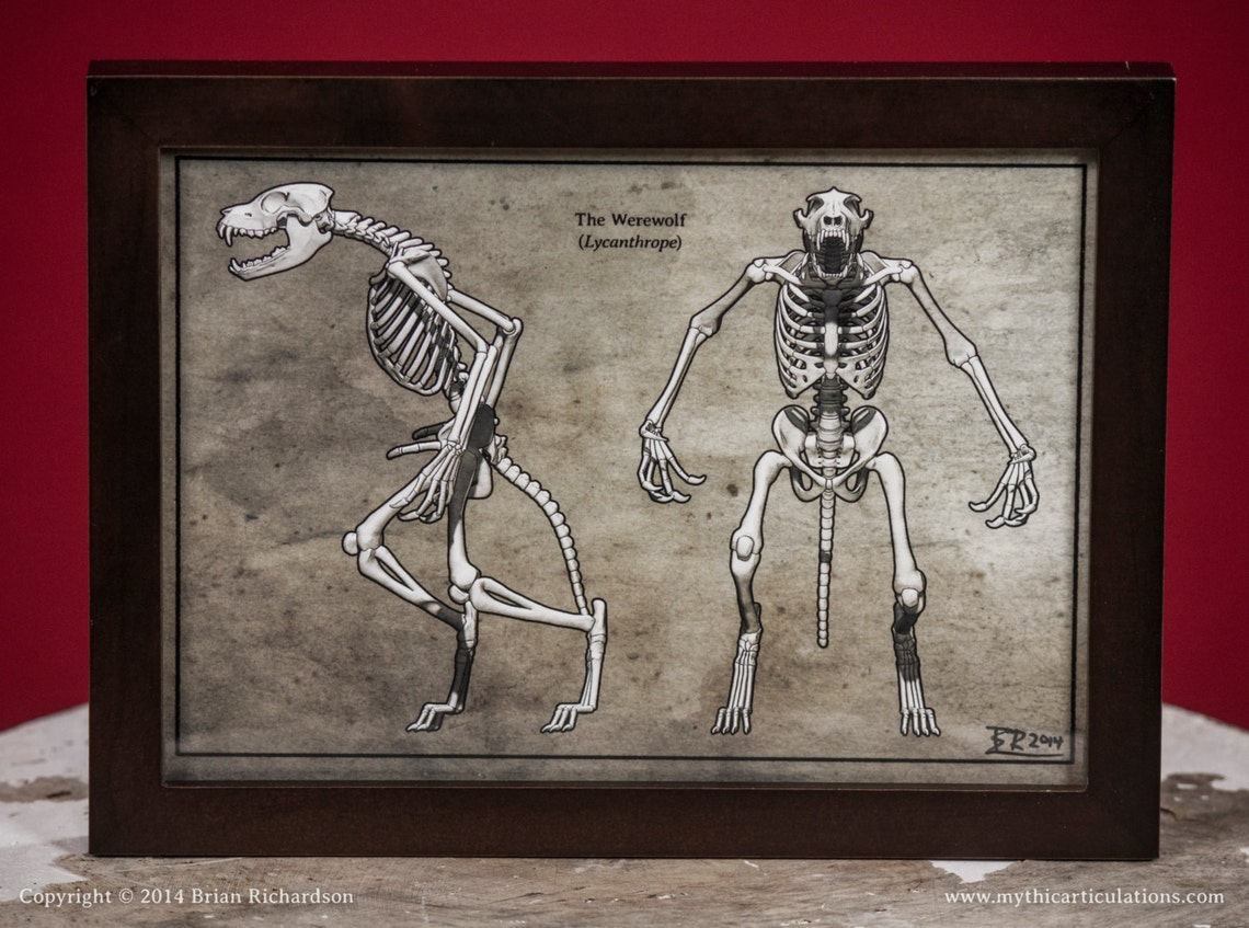 Werewolf Skeleton Faux-scientific Print - Etsy