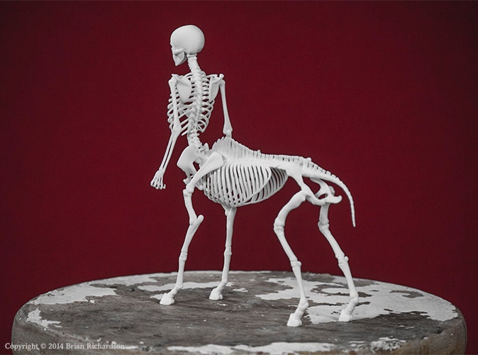 Centaur Skeleton 3D Print - Etsy
