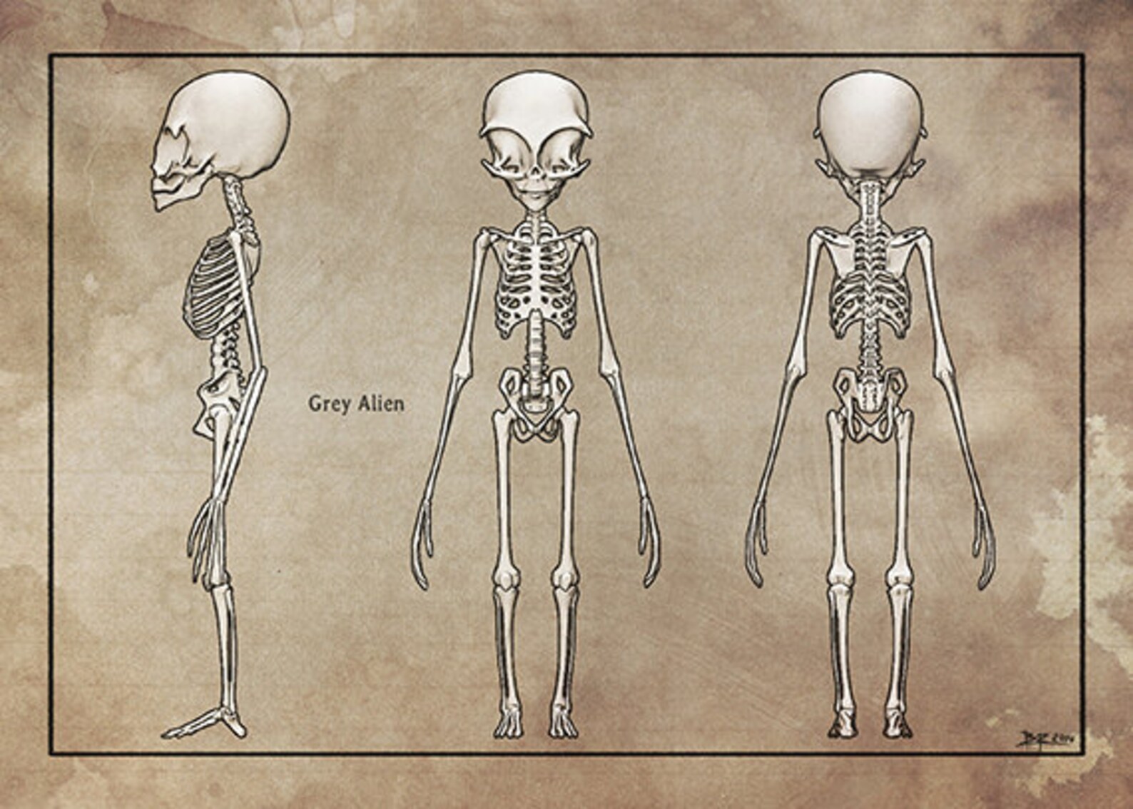 Grey Alien Skeleton Faux-scientific Print - Etsy