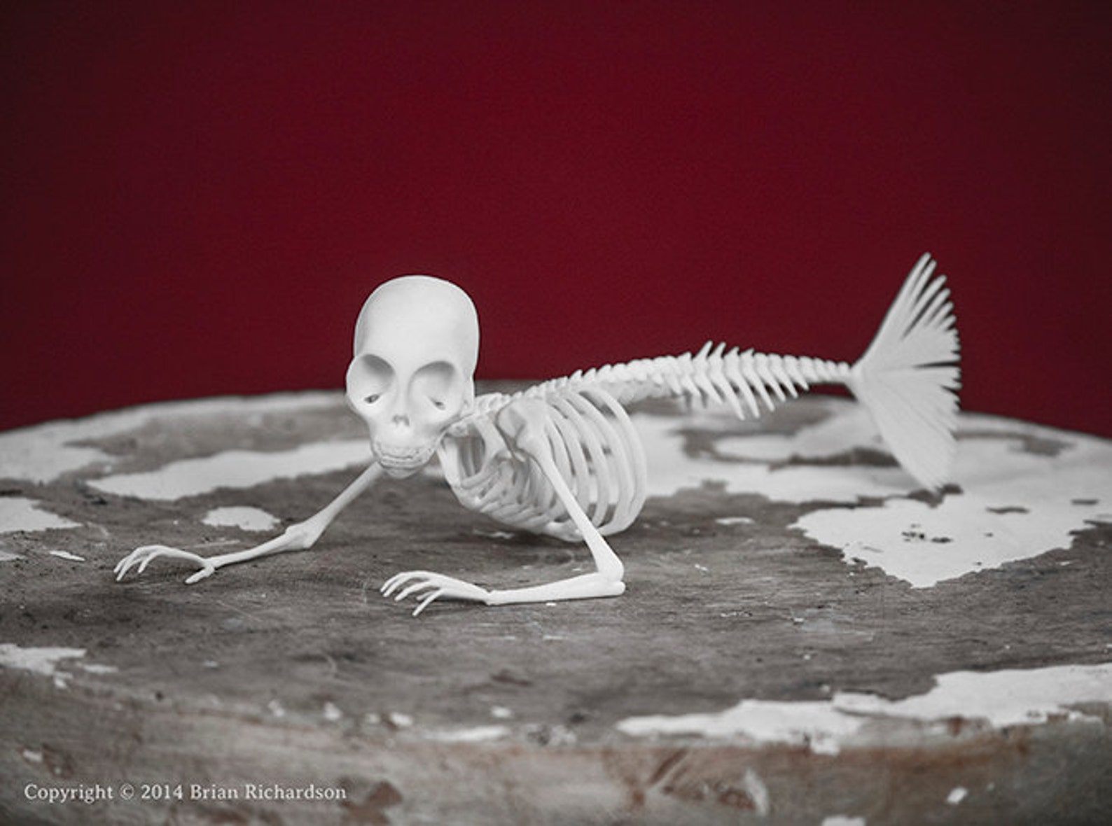 Feejee / Fiji Mermaid Skeleton 3D Print Taxidermy - Etsy