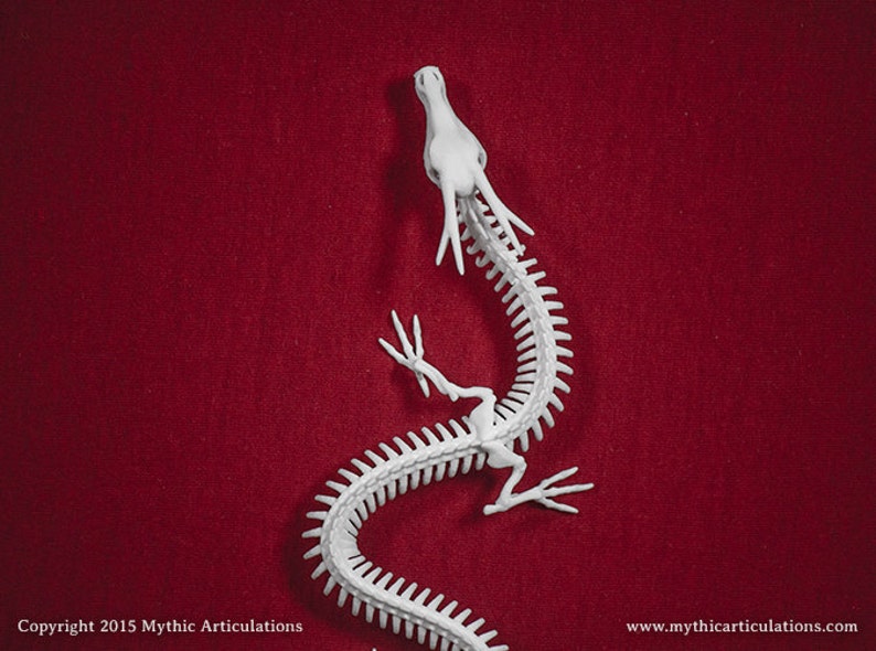 Asian Dragon Skeleton Wall Display Taxidermia de impresión 3D - Etsy México