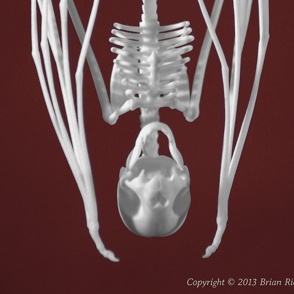 Vampire Bat Skeleton - Etsy