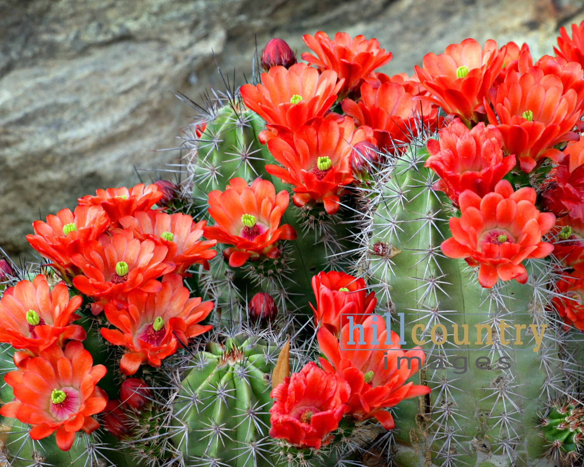Red Cactus Flower Plants