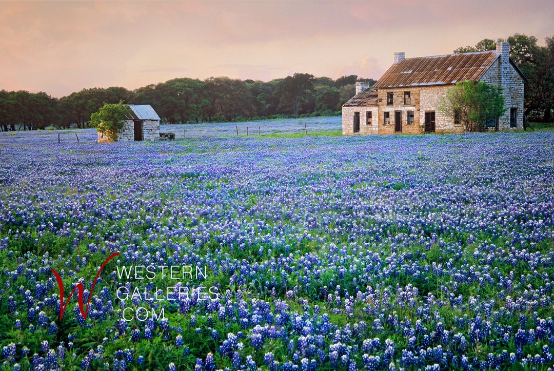Bluebonnet House Farm Fine Art Canvas Print, Texas Hill Country Marble ...