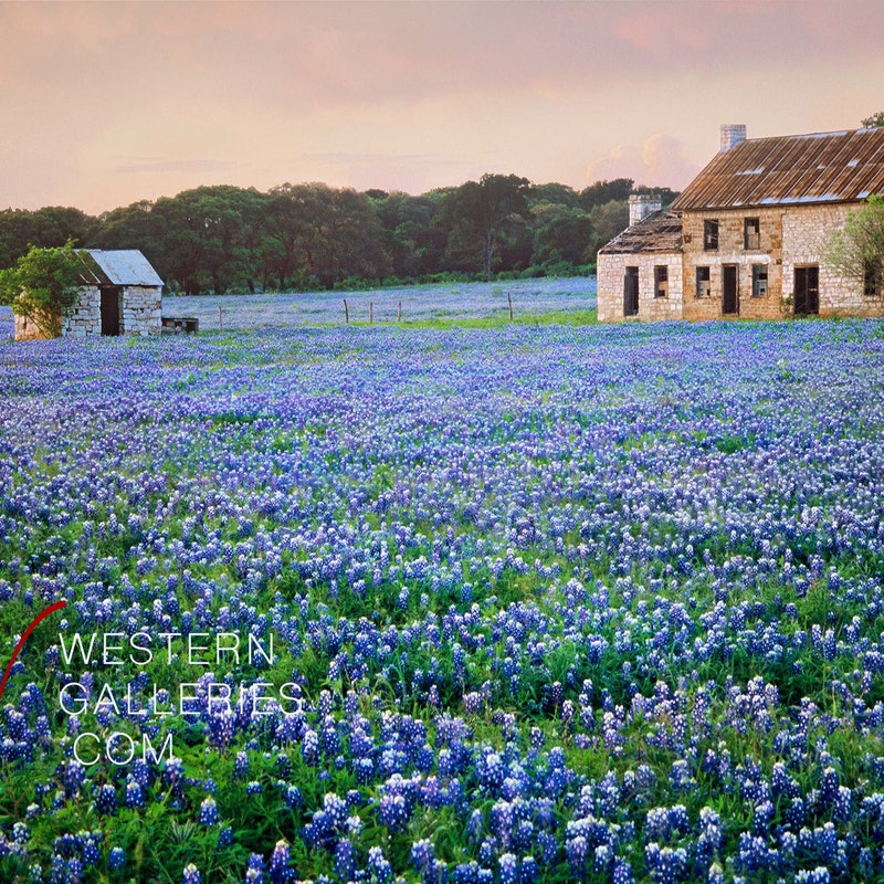 Bluebonnet Art - Etsy
