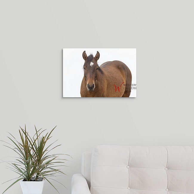Wild Horses, Young Bay Filly Portrait, Pryor Mountain, Signed Canvas ...