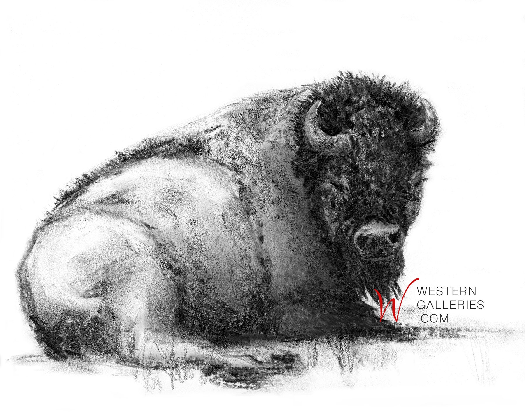 Bison Buffalo Resting Laying Down Drawing Western Wildlife Wall Art ...