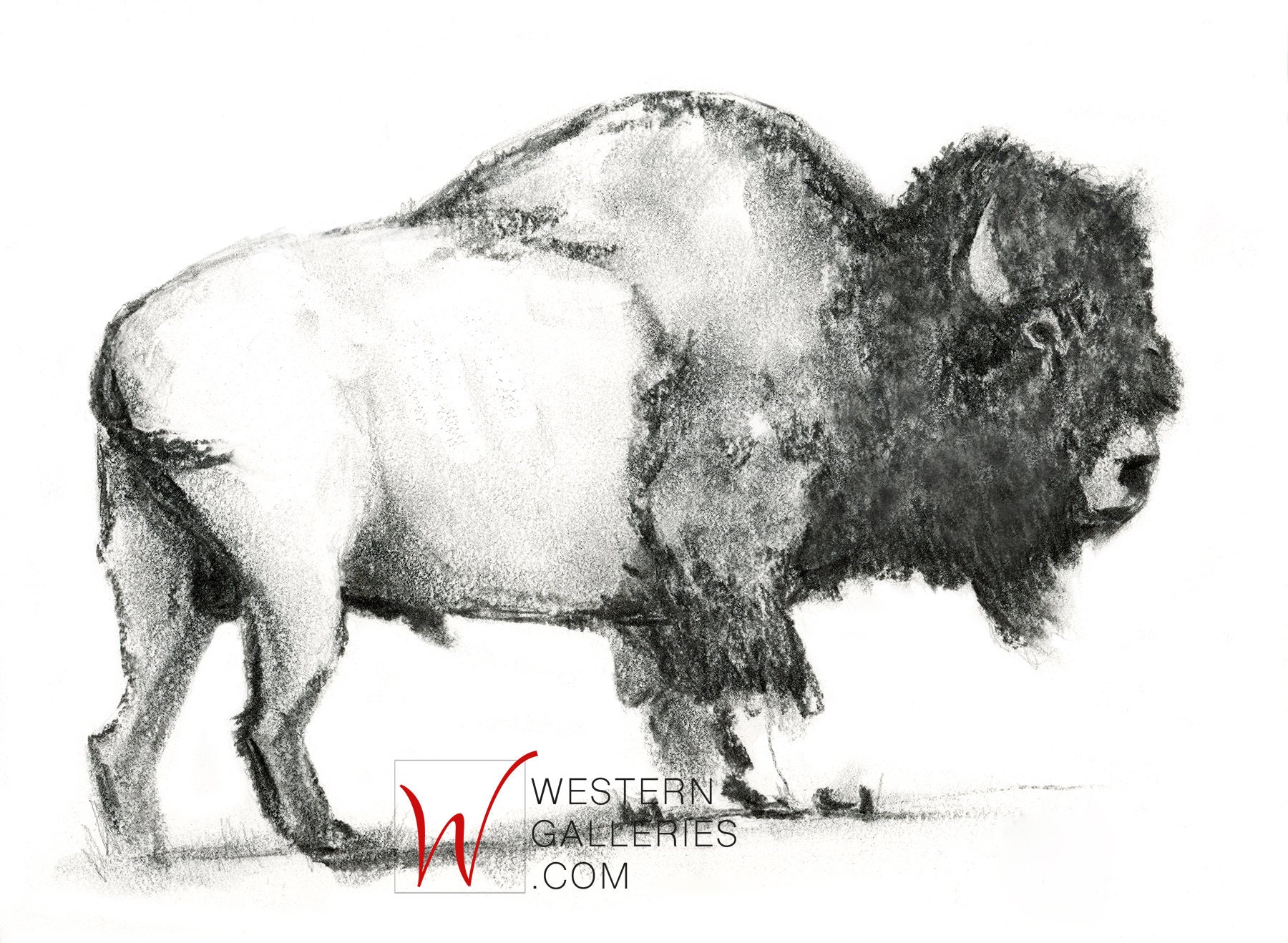 Bison Buffalo Pretty Boy - Drawing Sketch Western Wildlife Black ...