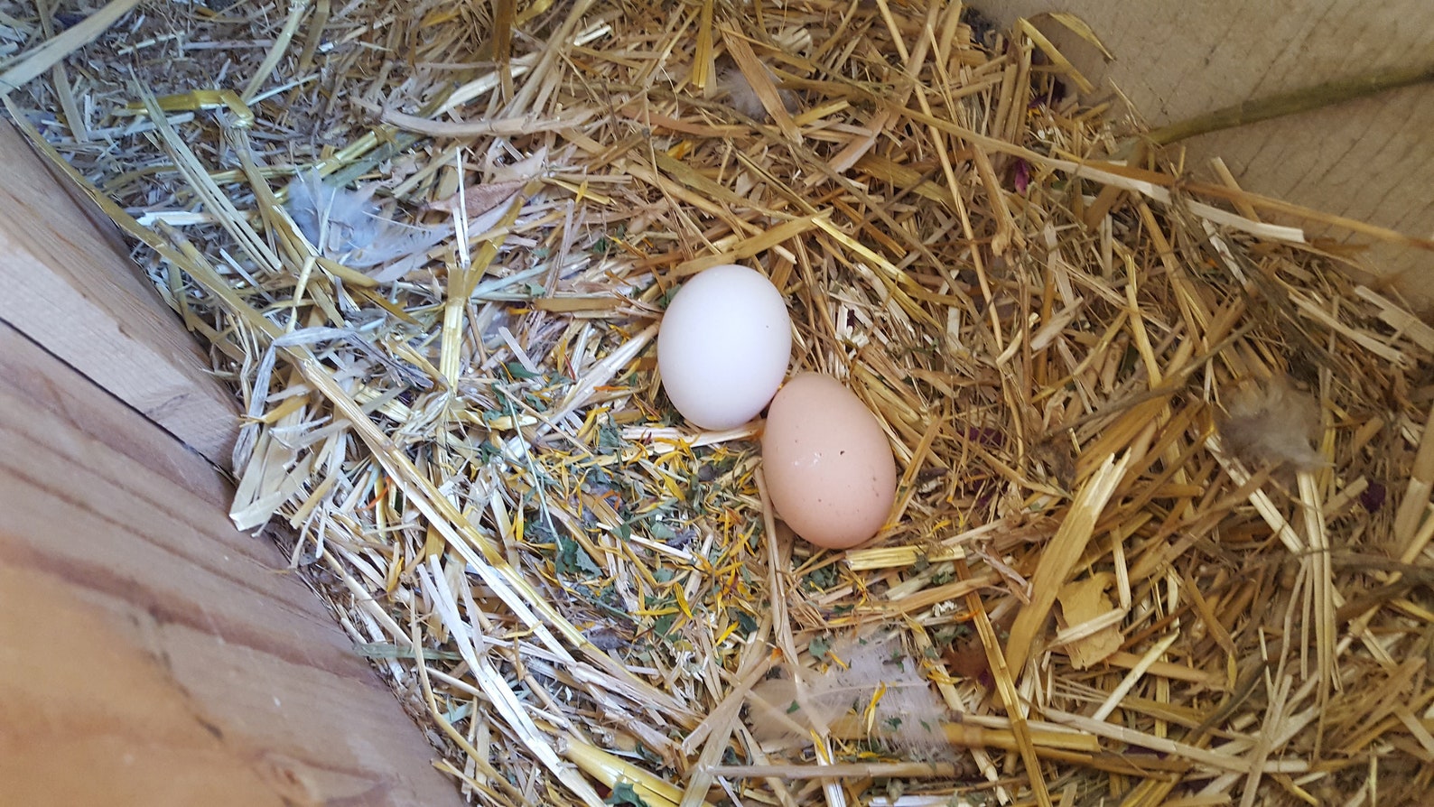 Happy Hen Nesting Blends relaxation Blend Herbs - Etsy