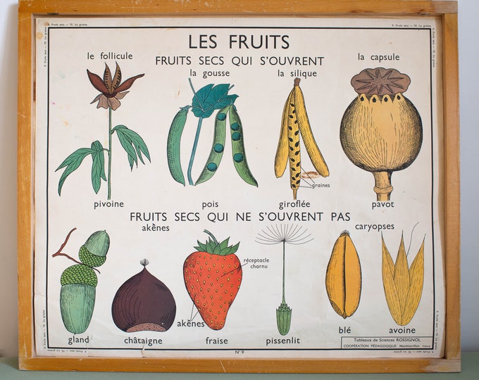 Botanical Vintage Large Stunning French School Poster Double-sided ...