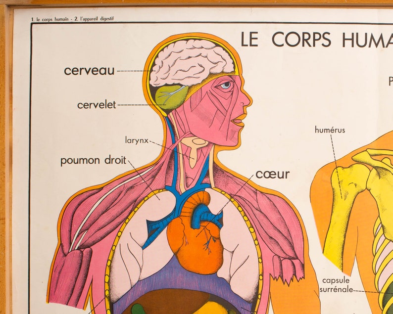 Anatomie Corps Humain