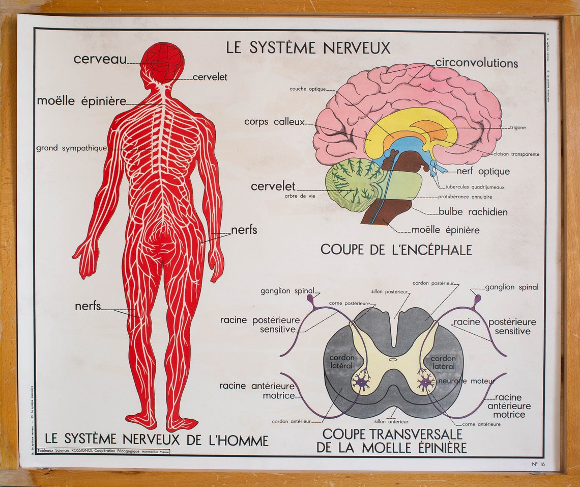 Anatomy Human Body Sciences Vintage Large Stunning French School Poster ...