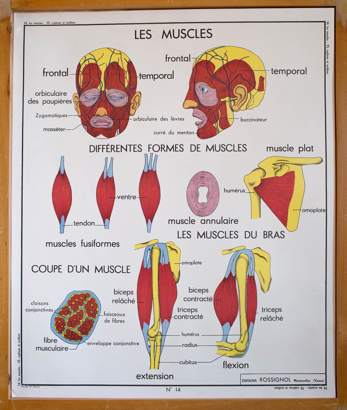 Anatomy Human Body Life Sciences Vintage Large Stunning French School ...