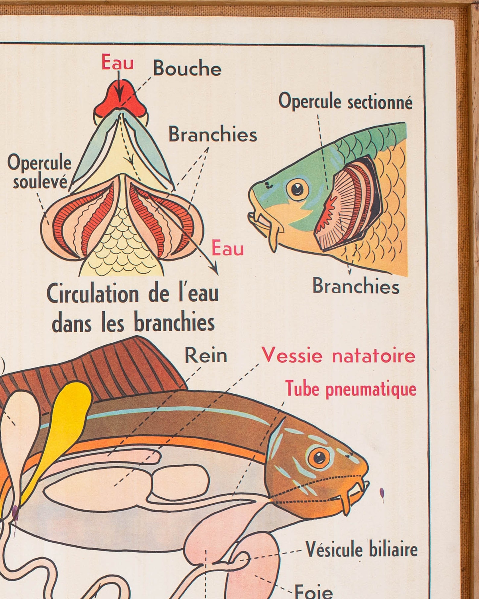 The Bee / Fish Vintage Anatomy Large Stunning French | Etsy