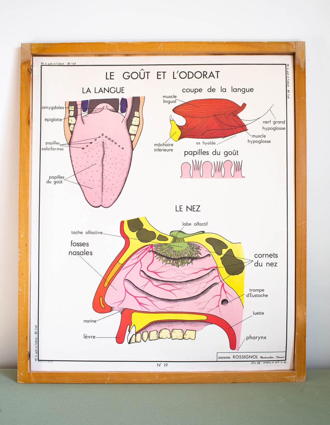 Anatomy Human Body Life Sciences Vintage Large Stunning French School ...