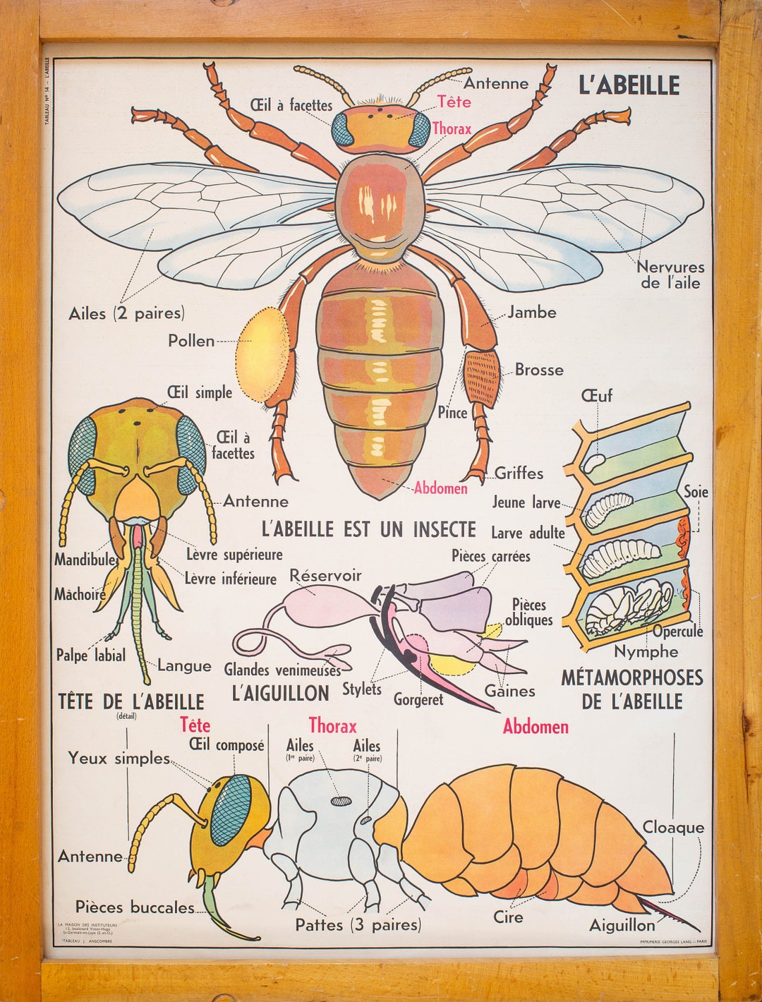 The Bee / Fish Vintage Anatomy Large Stunning French School Poster ...