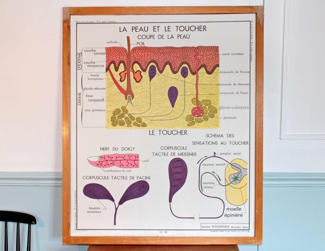 Anatomy Human Body Life Sciences Vintage Large Stunning French School ...