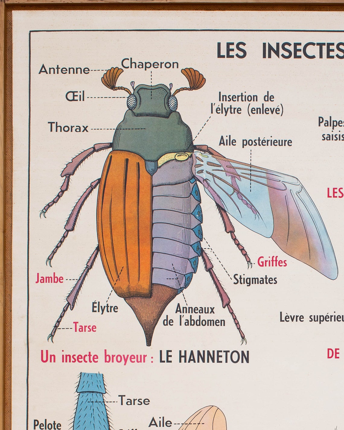 Insects / Invertebrates Vintage Anatomy Large Stunning | Etsy