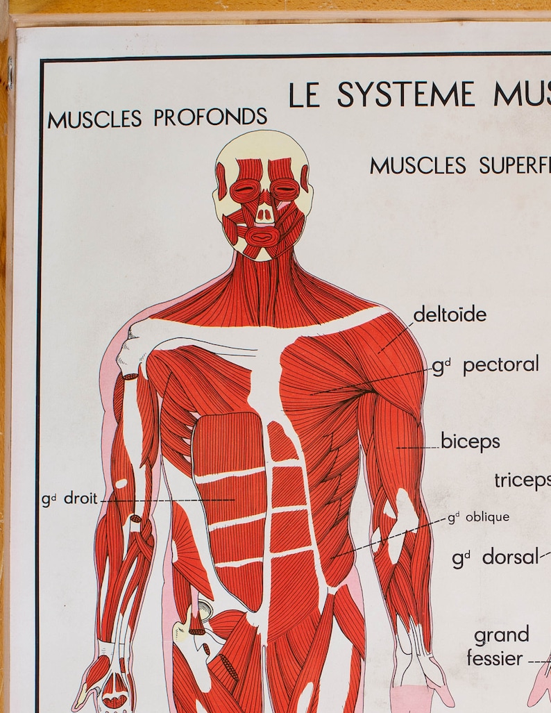 Anatomy - Human Body - Sciences - Vintage - Large Stunning French ...