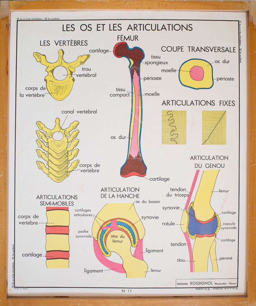 Anatomy Human Body Sciences Vintage Large Stunning French School Poster ...