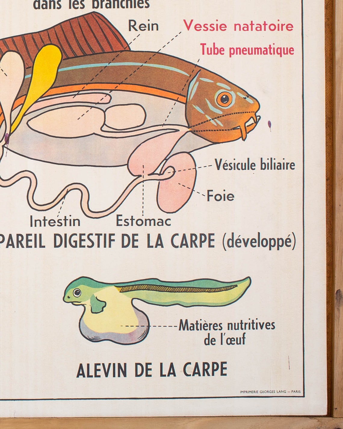 The Bee / Fish Vintage Anatomy Large Stunning French | Etsy