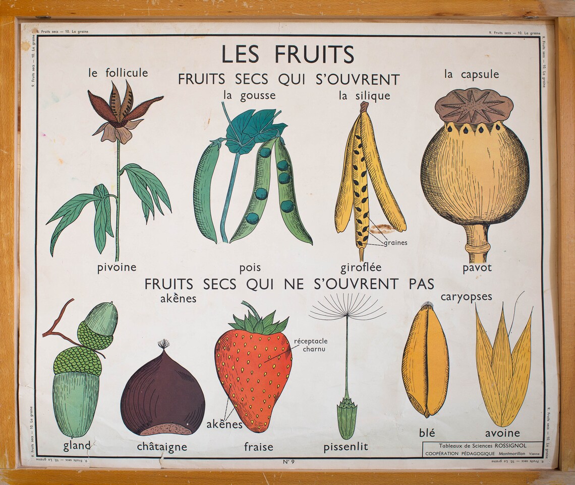 Botanical Vintage Large Stunning French School Poster - Etsy