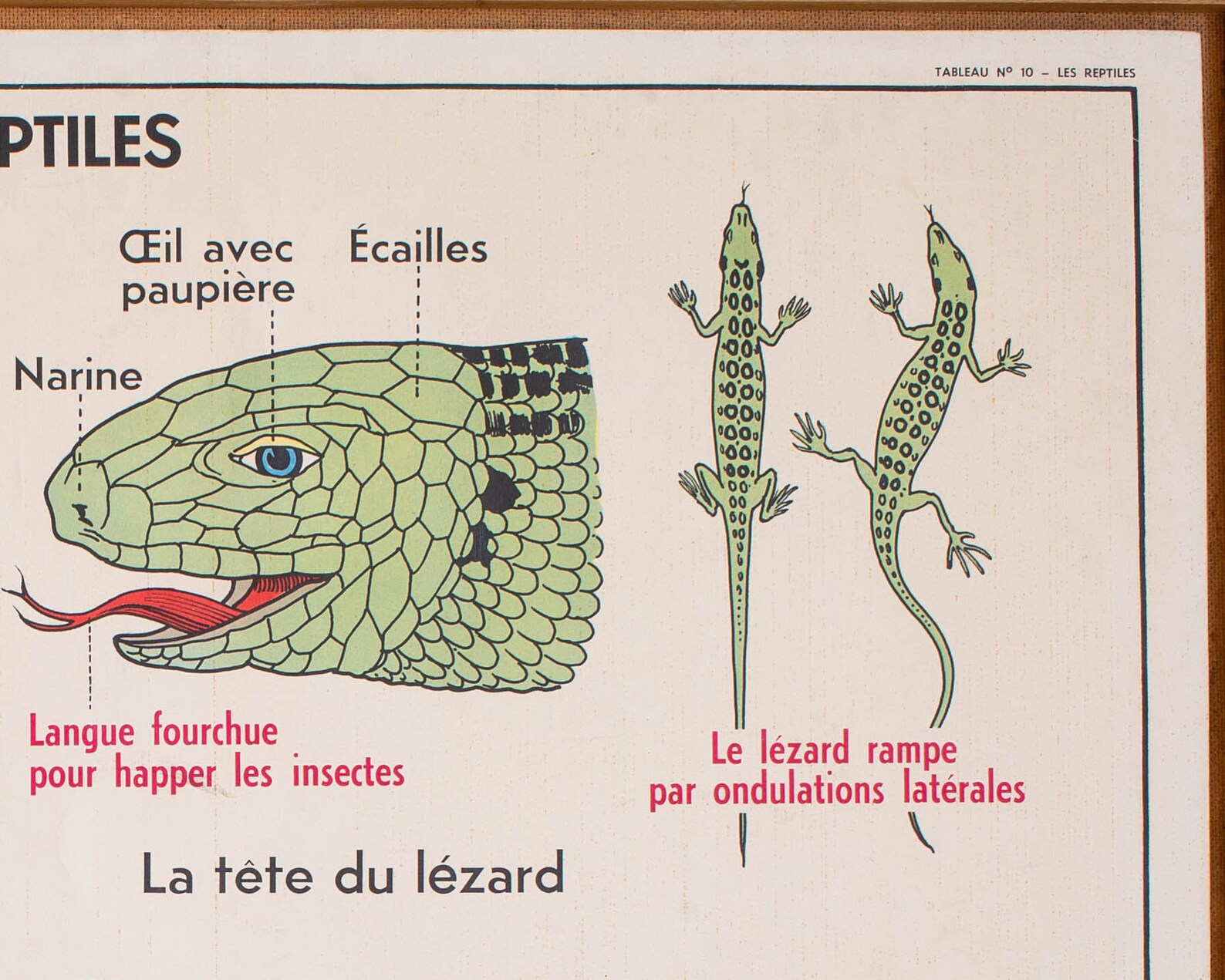 Reptiles / Chicken Vintage Anatomy Large Stunning French - Etsy