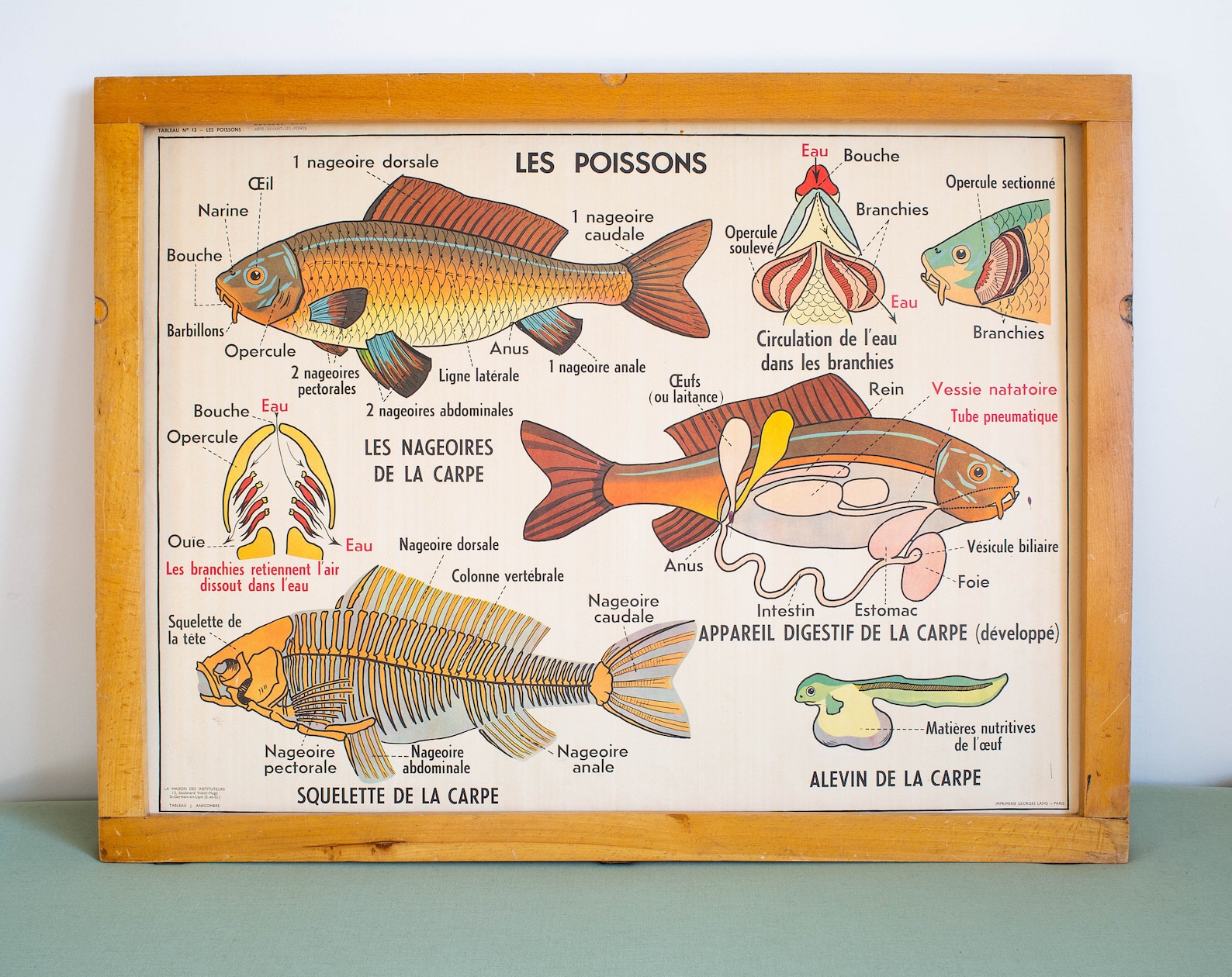 The Bee / Fish Vintage Anatomy Large Stunning French | Etsy