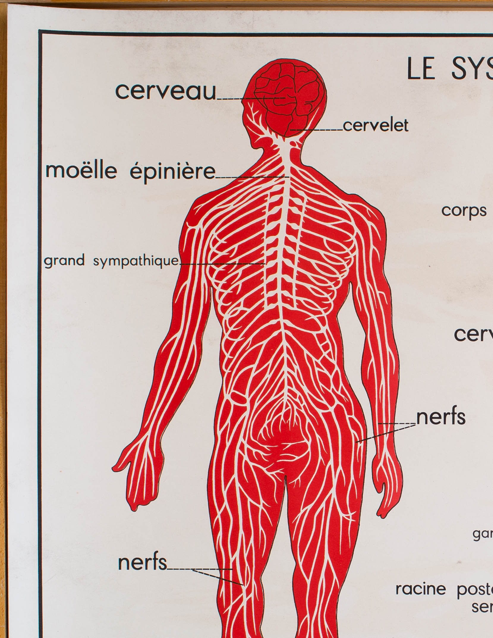 Anatomy Human Body Sciences Vintage Large Stunning French School Poster ...