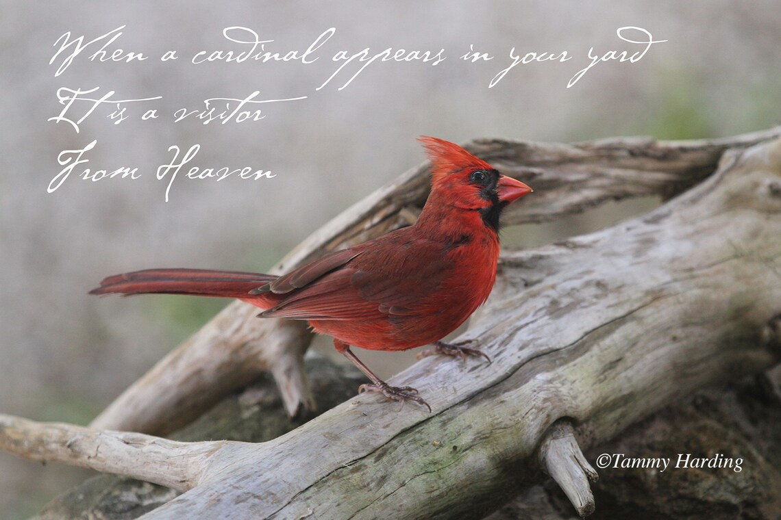 When a Cardinal Appears in Your Yard It's a Visitor From Heaven ~ Photo ...