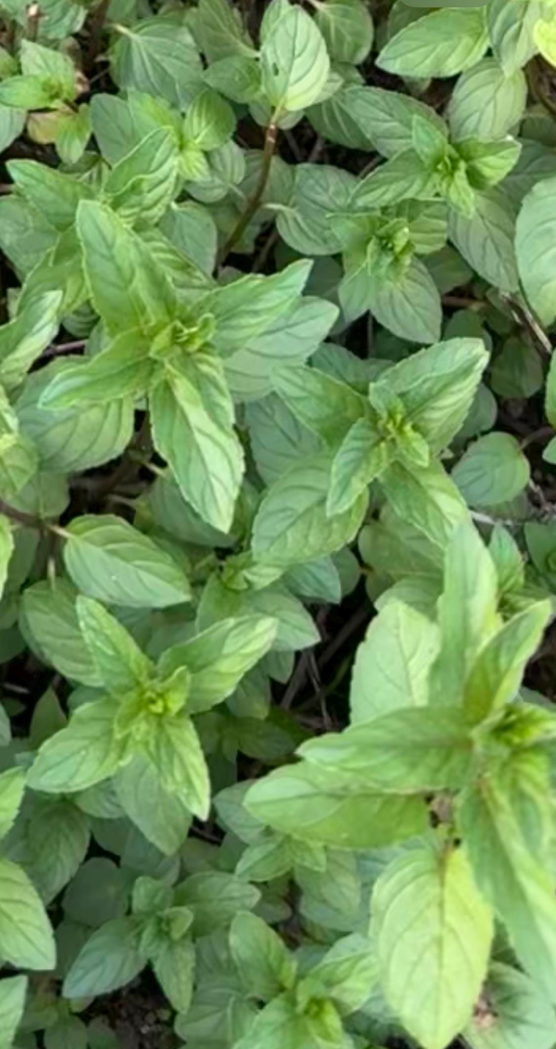 Dry Peppermint Nahna, Menthol Candies, Mentha Piperita Spicy Common ...