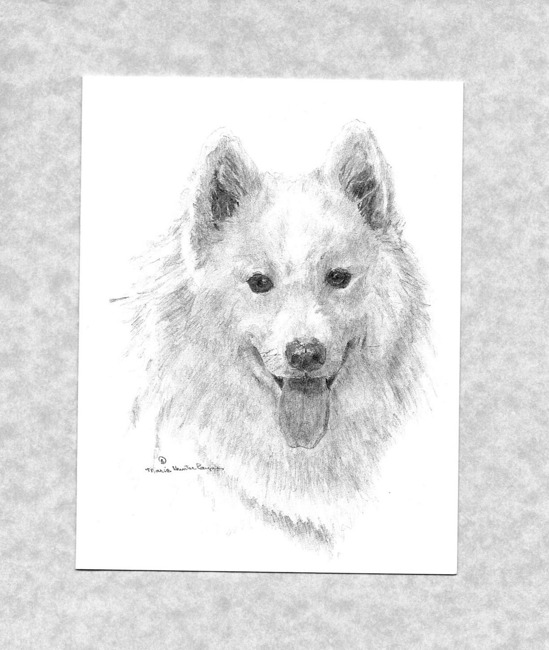 Samoyed note cards with envelopes, set of 6 prints of my original art ...