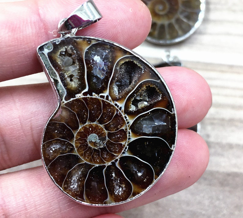 SALE Natural Ammonite Necklace - Real Fossilized Ammonite Pendant With ...