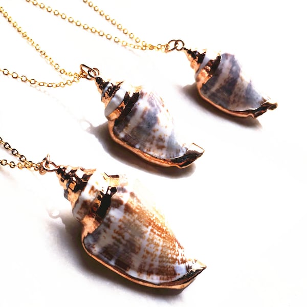 Baby Conch Shell - Etsy