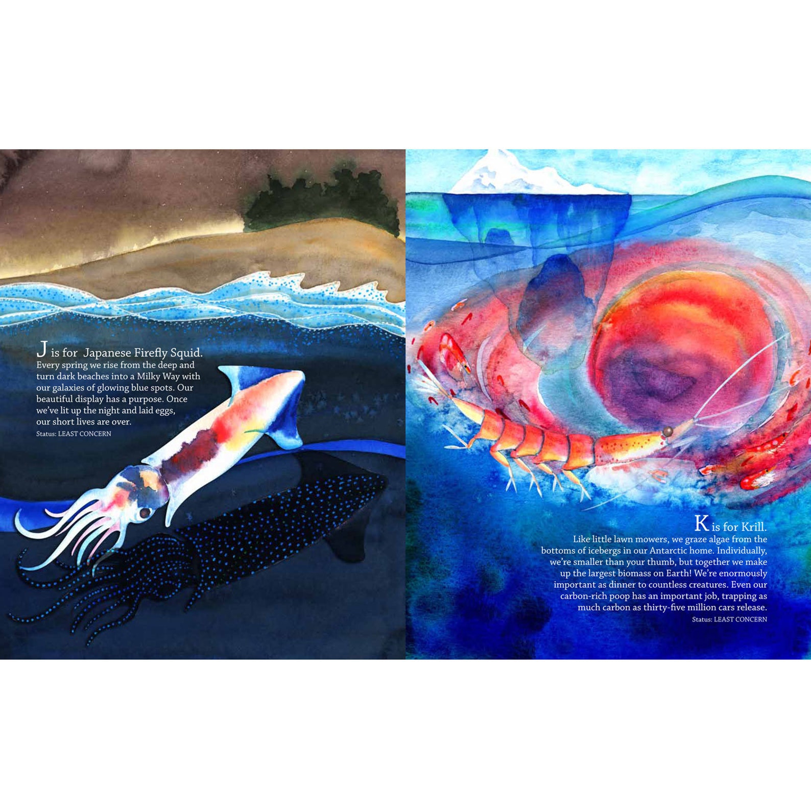 Signed Children's Book: N is for Narwhal ABC of Ocean Oddities Alphabet ...