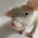 Domestic White Sculptured Needle Felted Pig, Merino Wool, Armature ...
