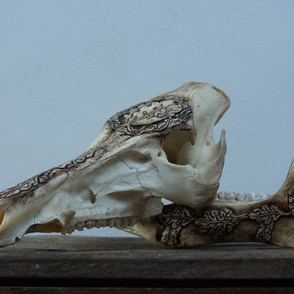 Boar Skull - Etsy