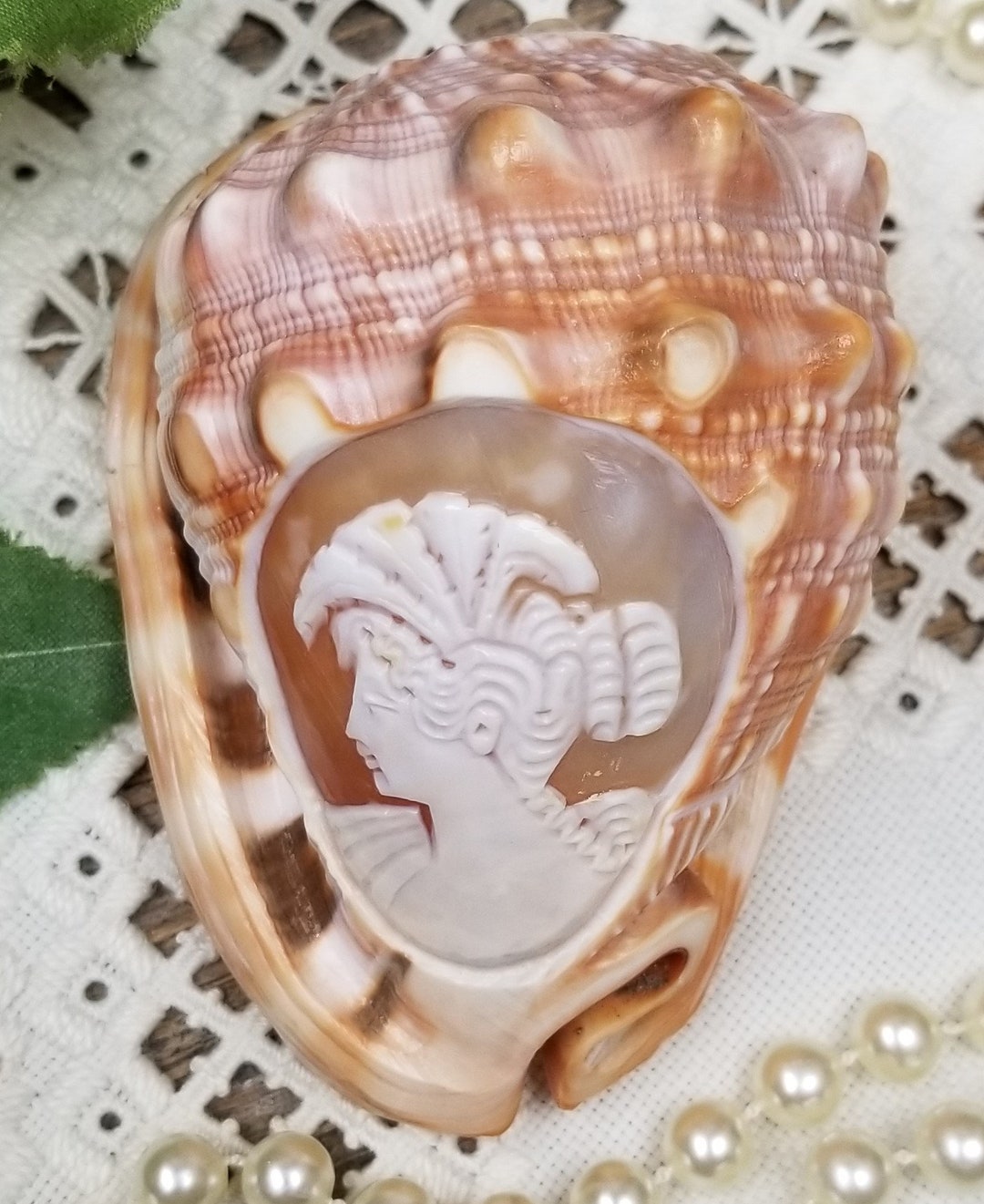 Hand Carved Cameo on Whole Conch Shell Vintage Italian - Etsy