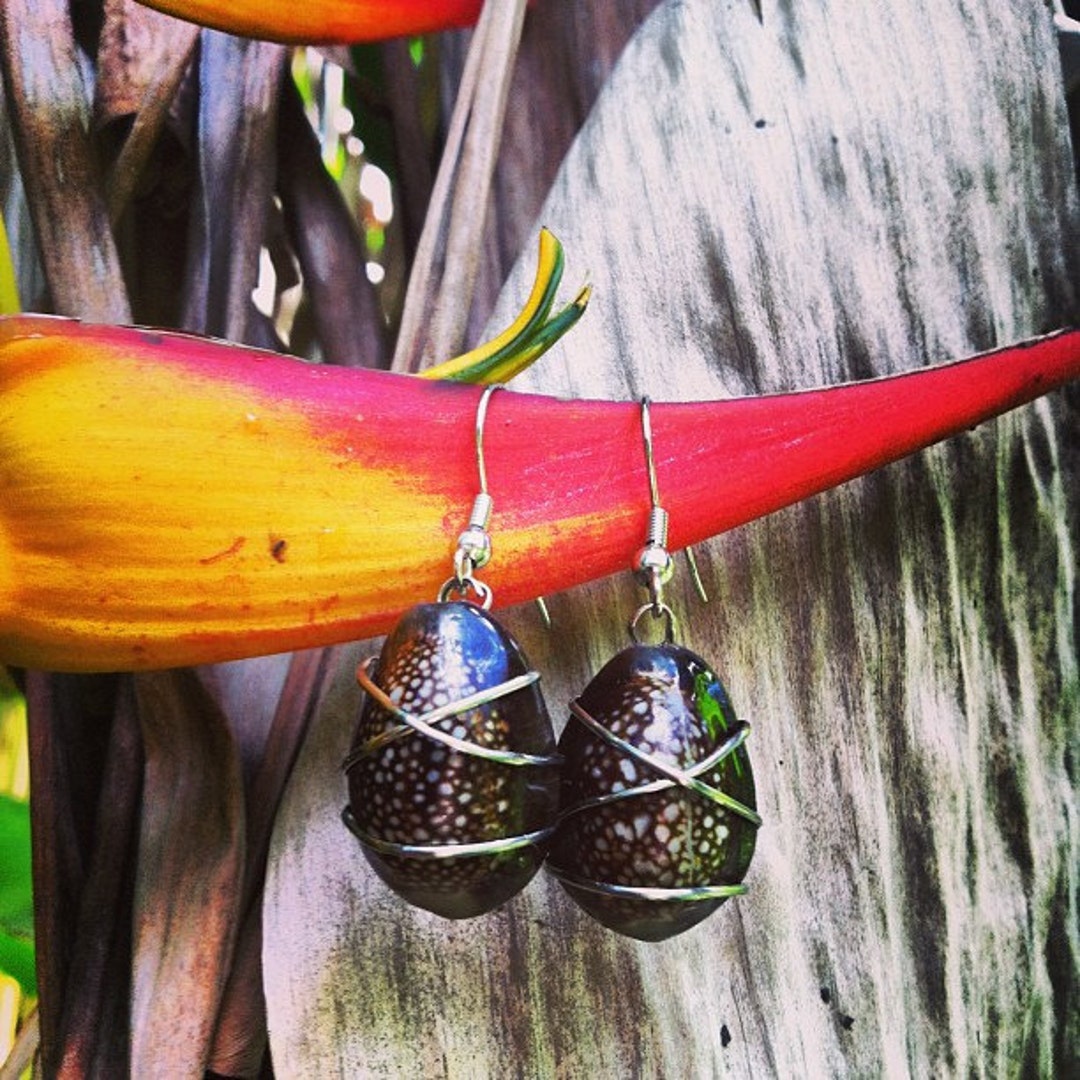 Hawaiian Snakehead Cowry Shells Hand-wrapped W/ Stainless Steel Wire ...