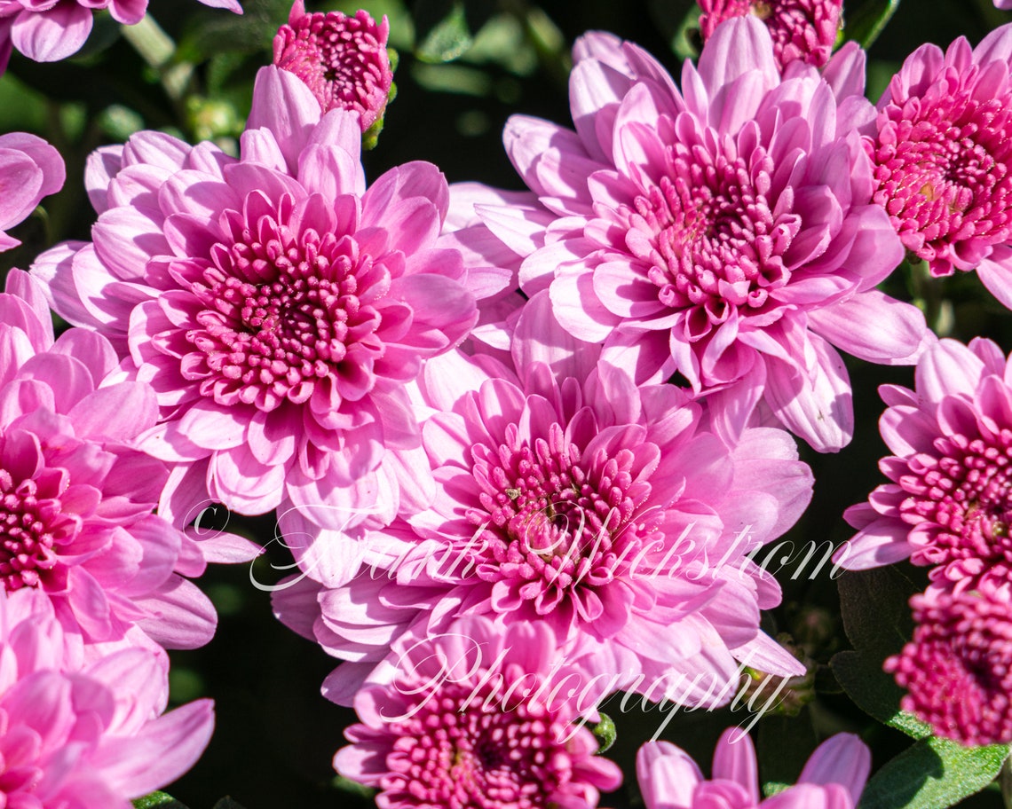 Crisantemo / crisantemos / Flores / púrpura / lavanda / impresión ...
