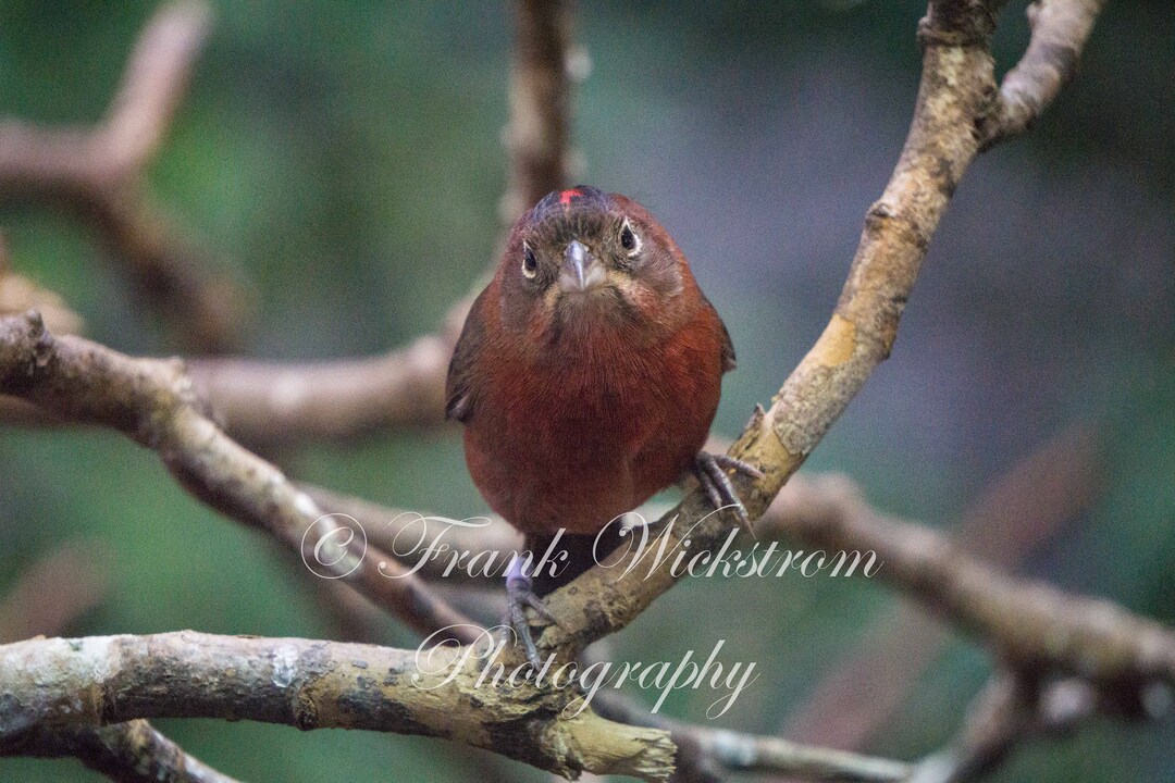 Angry Bird / Finch / Bird on Perch / Bird on Branch / Red Pileated ...