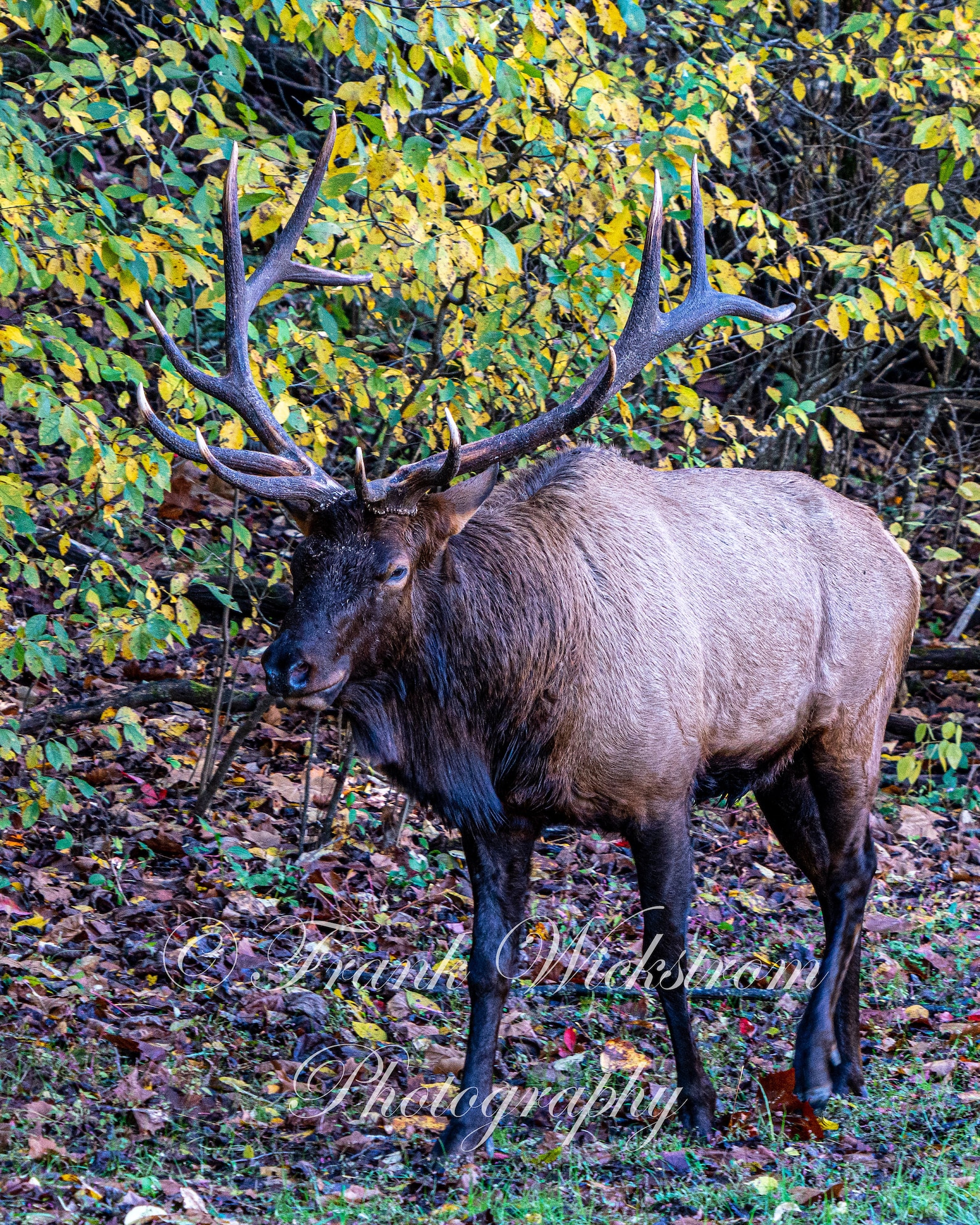 Eastern Elk. Great Smoky Mountains National Park. - Etsy