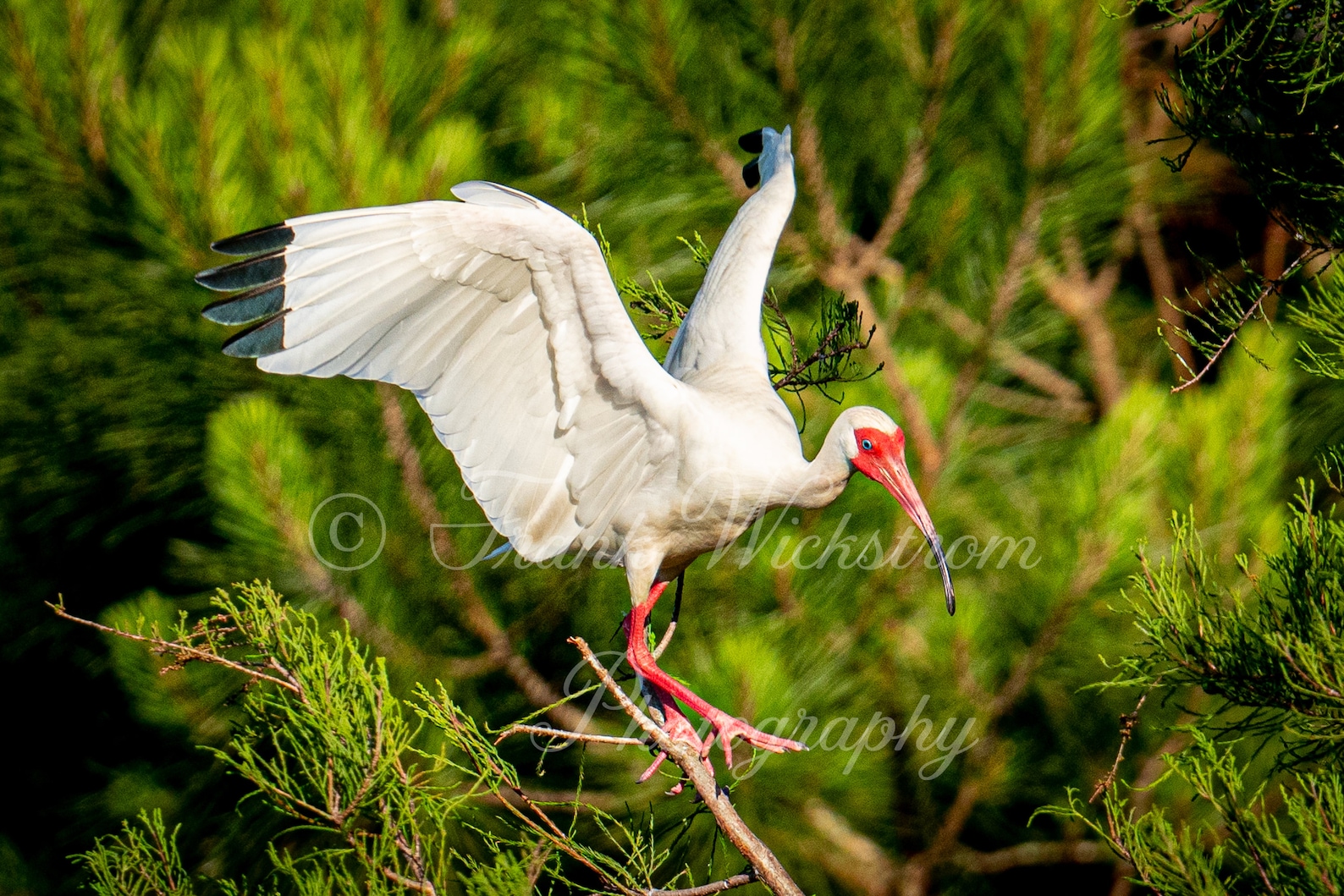 White Ibis/ Eudocimus Albus / Shore Bird / South Carolina / - Etsy